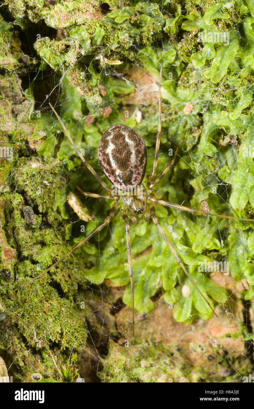 Dwarf Spider (Drapetisca socialis), Den Helder, Noord-Holland ...