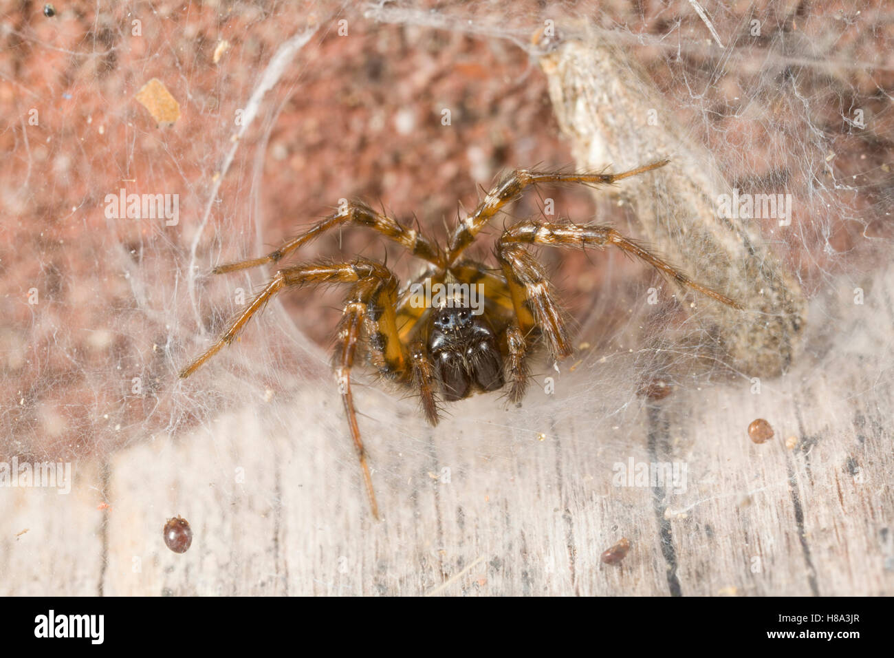 Toothed Weaver (Textrix denticulata) spider female in its funnel shaped ...