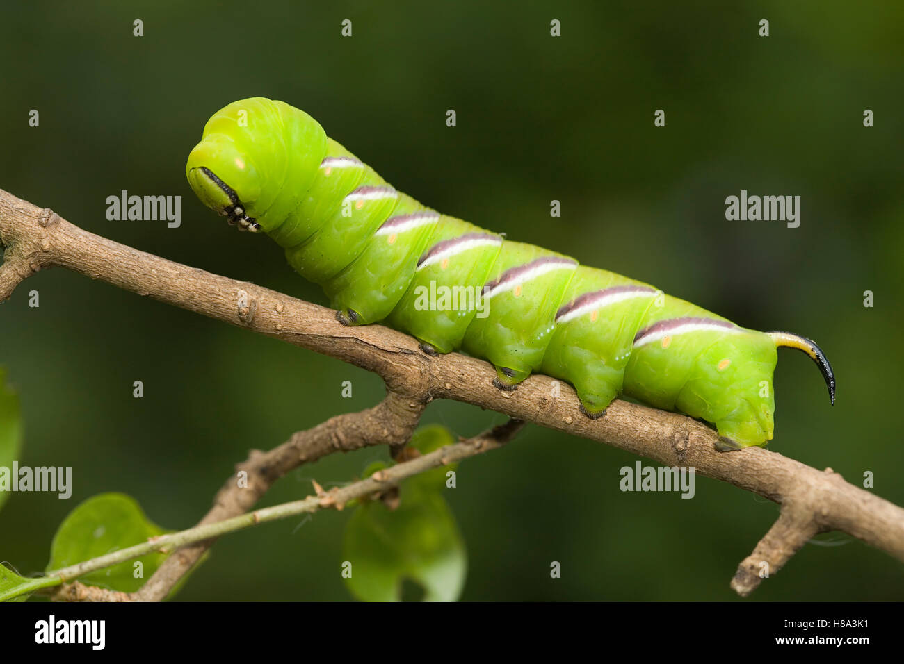 Privet Hawk Moth (Sphinx ligustri) caterpillar on a branch, Den Helder ...