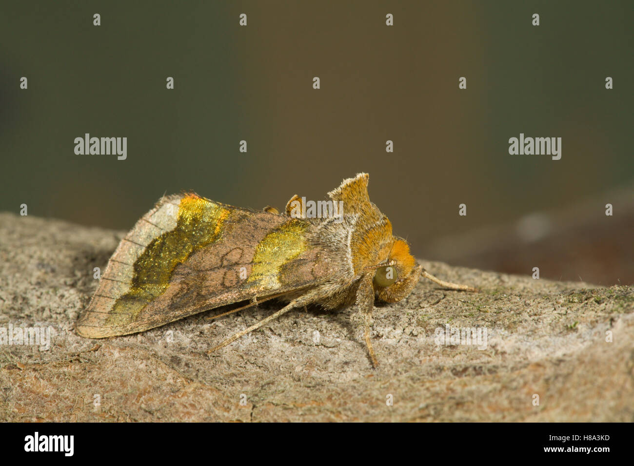 Burnished Brass Moth (Diachrysia chrysitis) on a branch, Den Helder ...