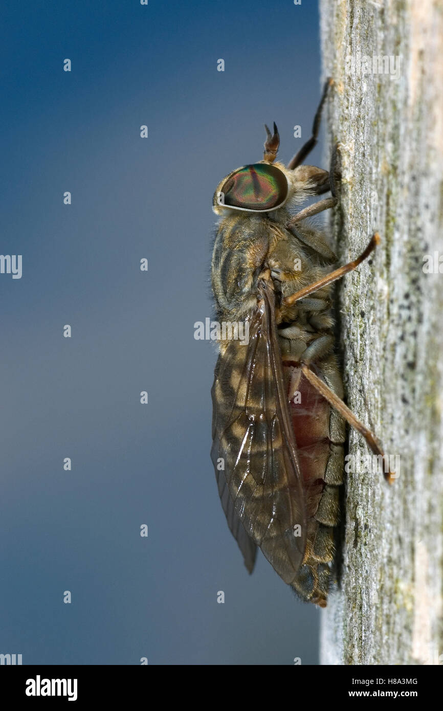 Gadfly (Tabanus bromius), De Krang, Limburg, Netherlands Stock Photo ...