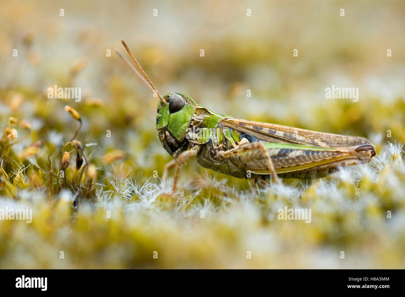 Grasshopper (Myrmeleotettix maculatus) female, Beegderheide, Limburg ...
