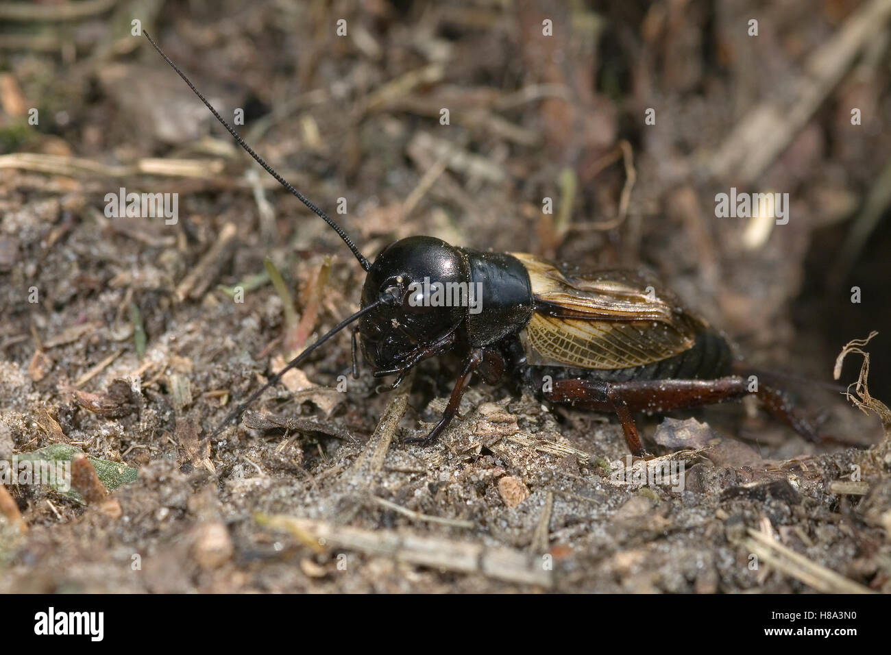 Field Cricket (Gryllus campestris) male at burrow entrance ...