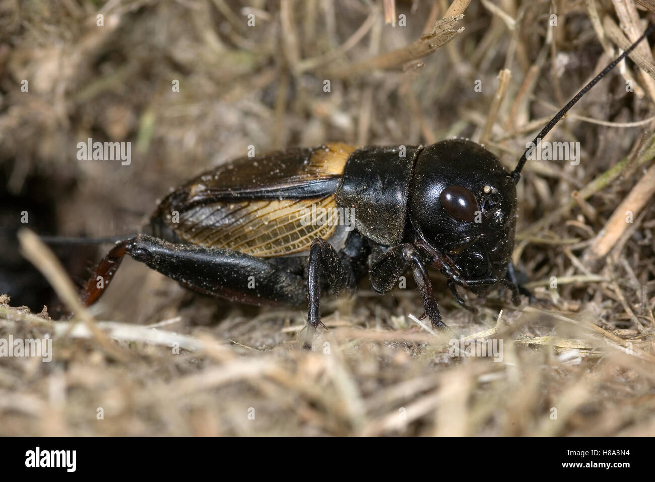 Field Cricket (Gryllus campestris) male at burrow entrance ...