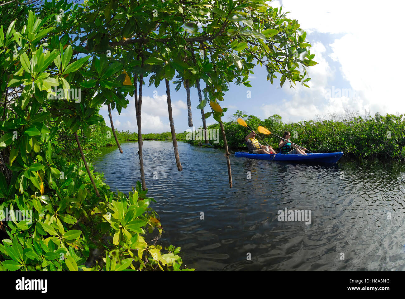 Mangrove (Rhizophoraceae) tree in wetland with kayakers, Cayman Islands ...