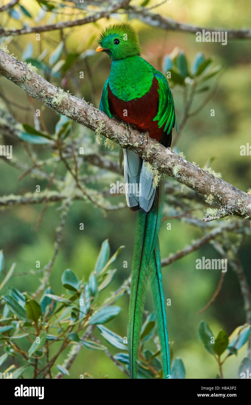 Resplendent Quetzal (Pharomachrus mocinno) male, San Gerardo de Dota ...