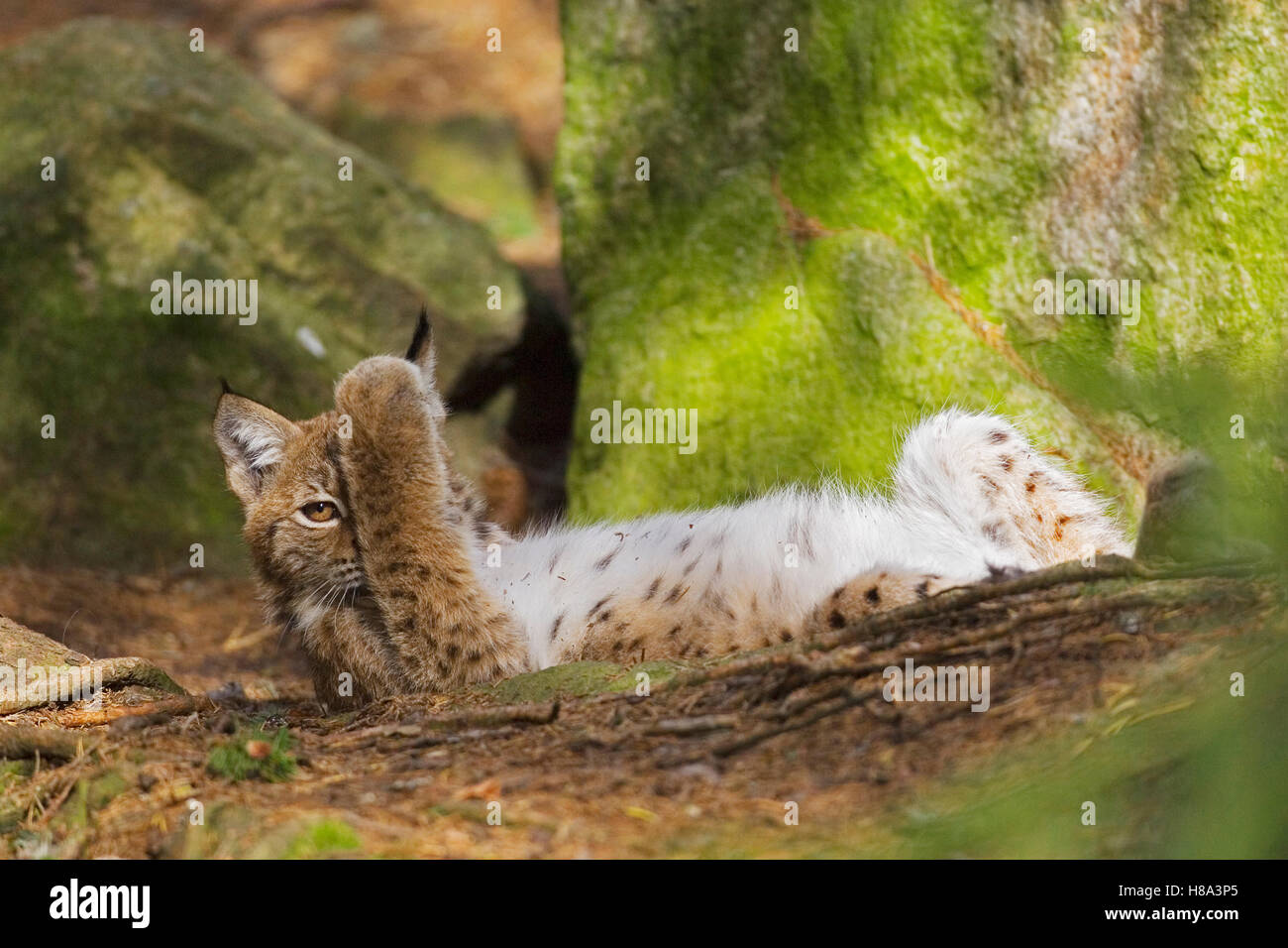 Eurasian Lynx (Lynx lynx) juvenile cleaning its paw, Sweden Stock Photo ...