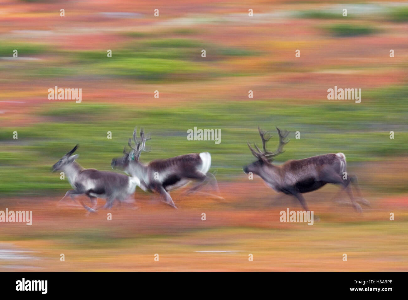 Caribou (Rangifer tarandus) group running, Flatruet, Sweden Stock Photo ...