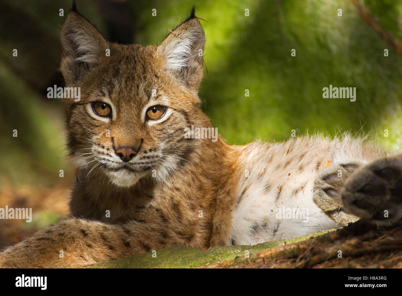 Eurasian Lynx (Lynx lynx) young, Sweden Stock Photo - Alamy