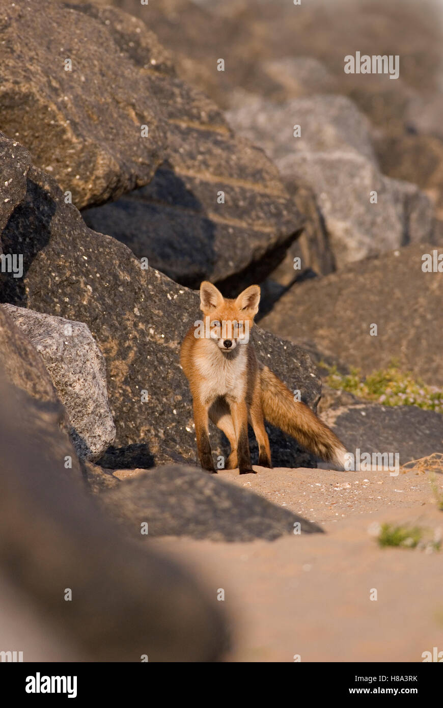 Red Fox (Vulpes vulpes) on beach, Ijmuiden, Noord-Holland, Netherlands ...