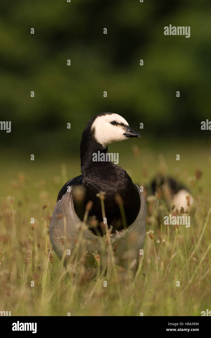Barnacle Goose (Branta leucopsis), Hoge Veluwe National Park ...