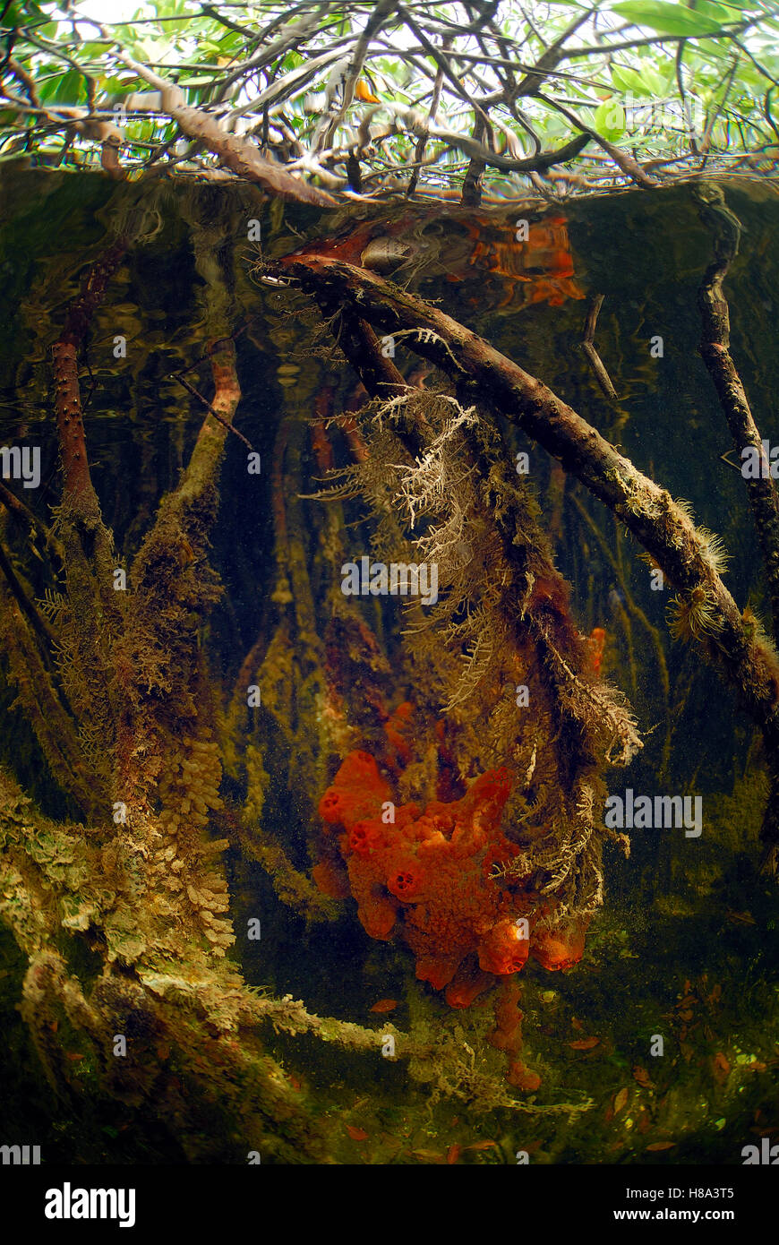 Mangrove (Rhizophoraceae) aerial root covered with invertebrates ...