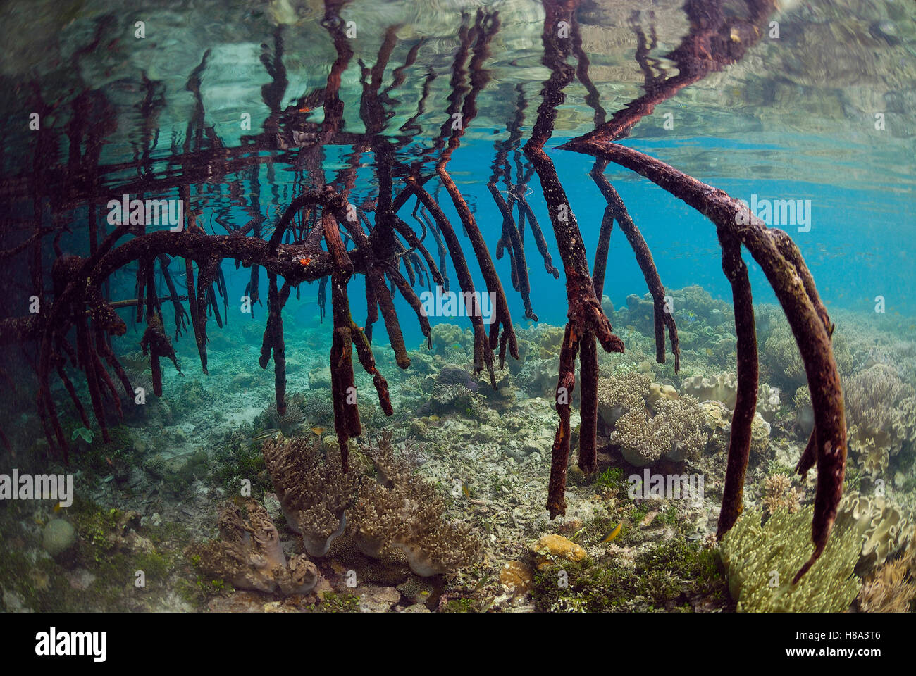 Mangrove (Rhizophoraceae) aerial roots in shallow water, Indonesia ...