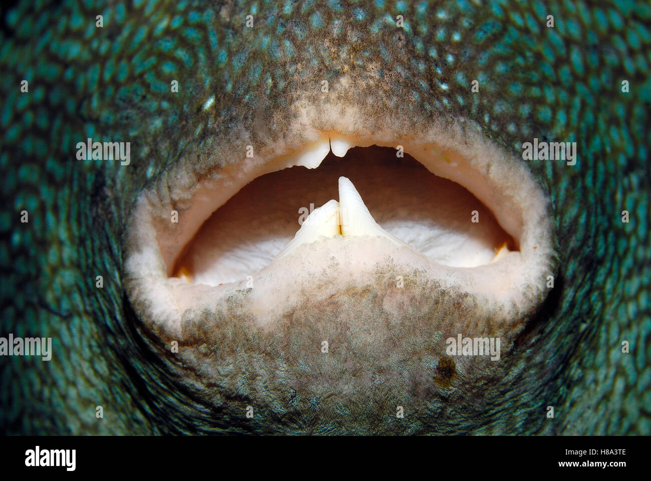 Porcupinefish (Diodon sp) mouth and teeth, Indonesia Stock Photo - Alamy