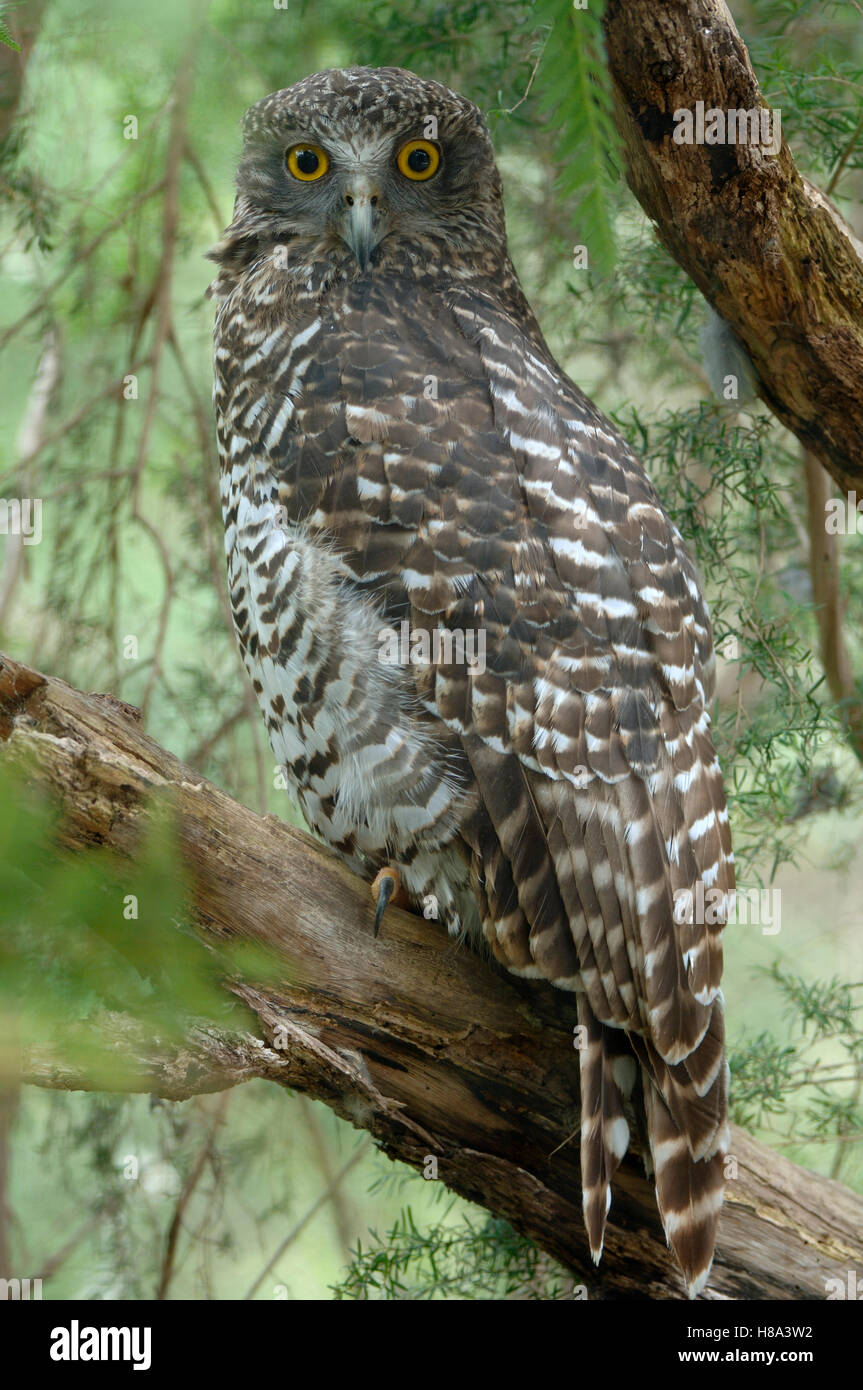 Powerful Owl (Ninox strenua), Victoria, Australia Stock Photo - Alamy