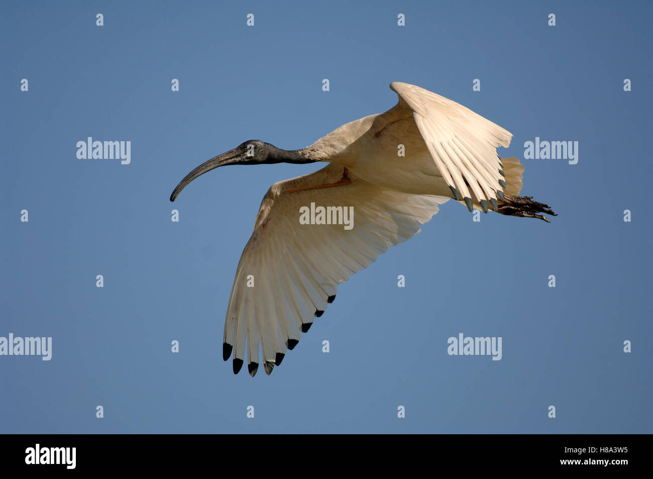 Australian Ibis (Threskiornis moluccus) flying, Victoria, Australia ...