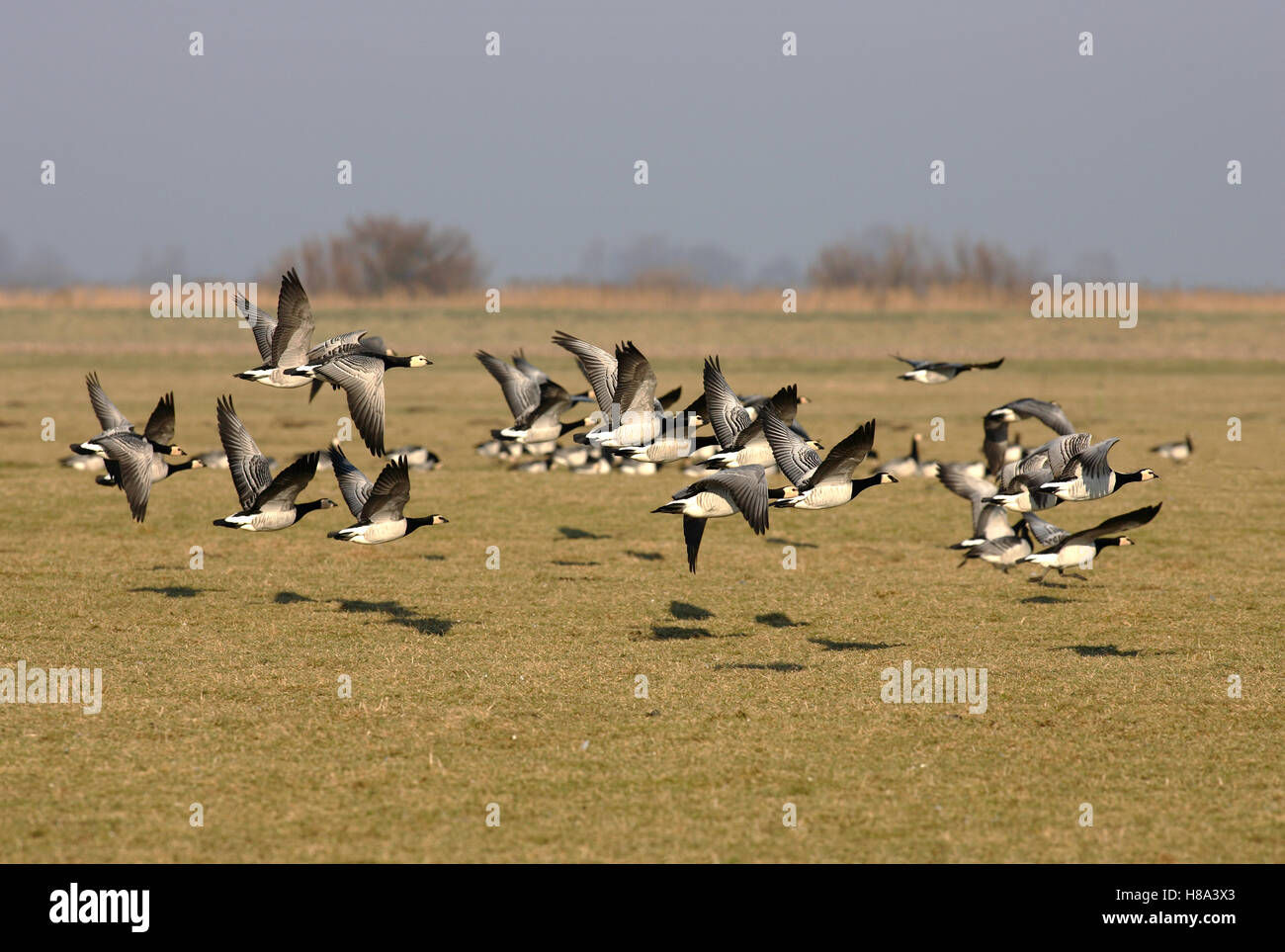 Barnacle Goose (Branta leucopsis) flying, Oostvaardersplassen, Southern ...