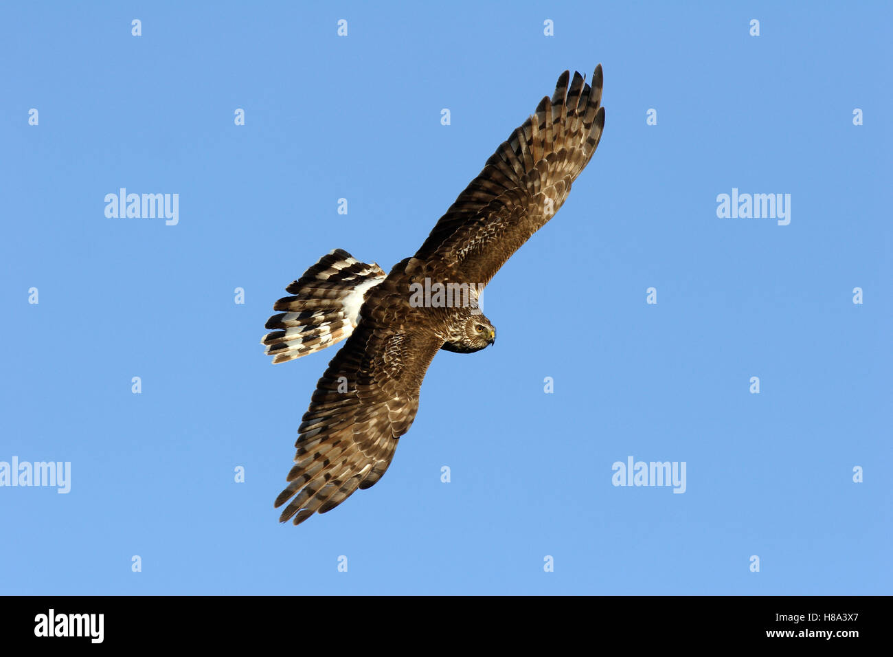Northern Harrier (Circus cyaneus) flying, Netherlands Stock Photo - Alamy