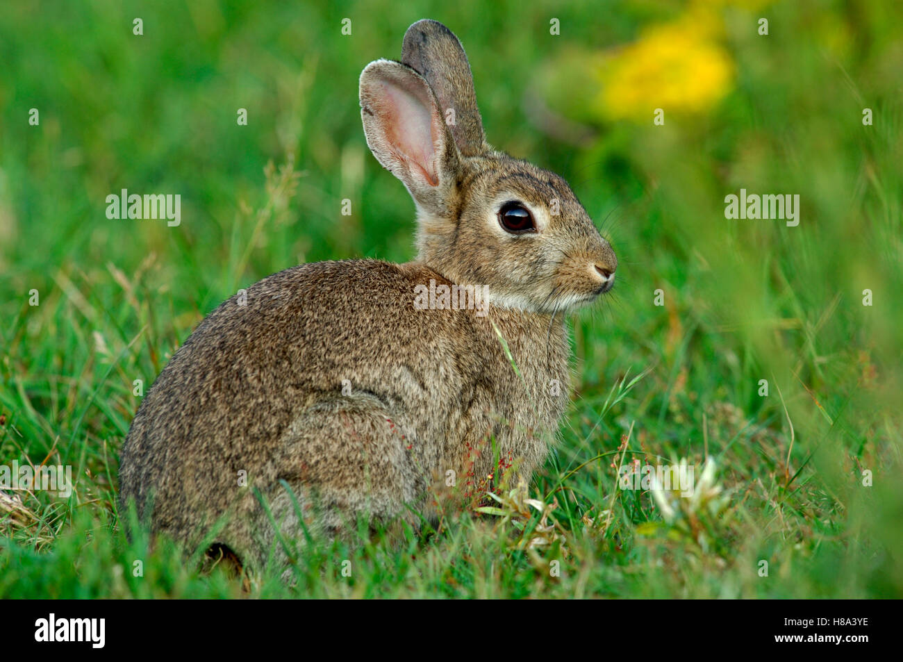 European Rabbit (Oryctolagus cuniculus) on meadow, Vrouwenpolder ...