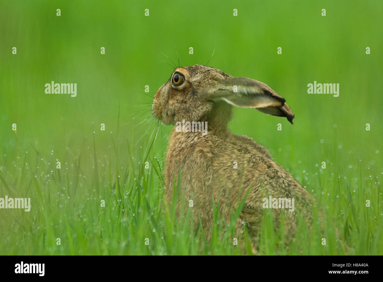 Cape Hare (Lepus capensis), Muritz National Park, Germany Stock Photo ...