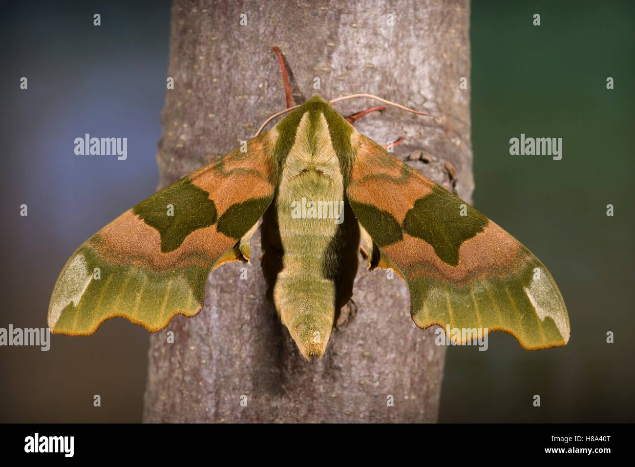 Lime Hawk Moth (Mimas tiliae Stock Photo - Alamy