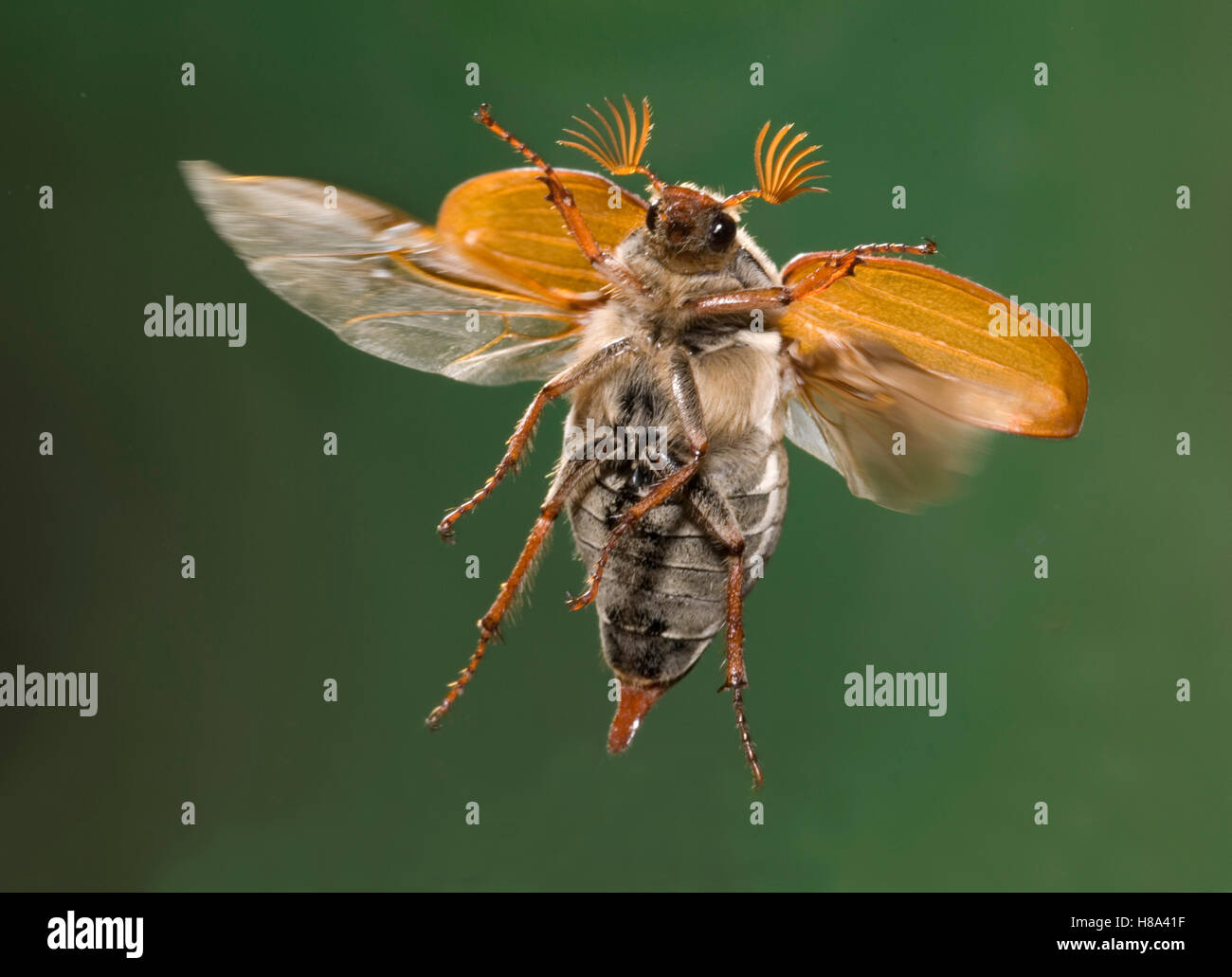 Common Cockchafer (Melolontha melolontha) flying Stock Photo - Alamy