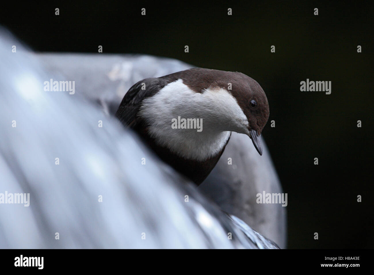 White-throated Dipper (Cinclus cinclus) looking down waterfall ...