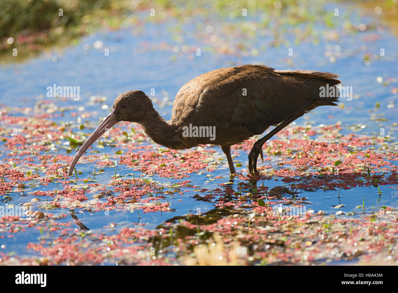 Puna Ibis (Plegadis ridgwayi) foraging in swamp, Lauca National Park ...