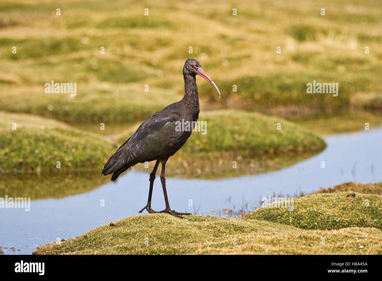 Puna Ibis (Plegadis ridgwayi) in swamp, Lauca National Park, Chile ...