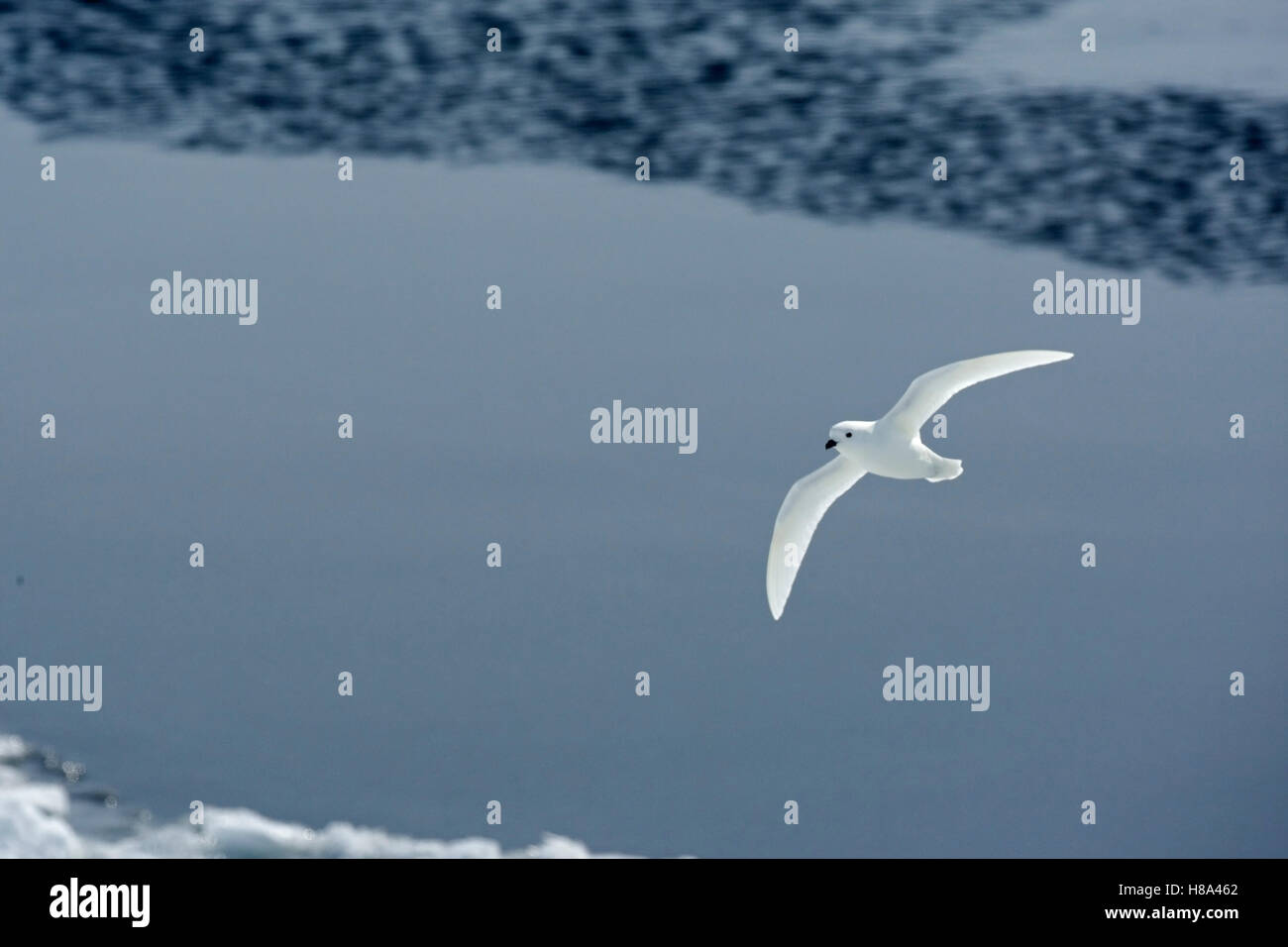 Snow Petrel (Pagodroma nivea) flying, Antarctica Stock Photo - Alamy
