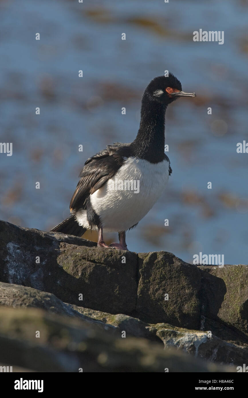 Rock Shag (Phalacrocorax magellanicus), Falkland Islands Stock Photo ...