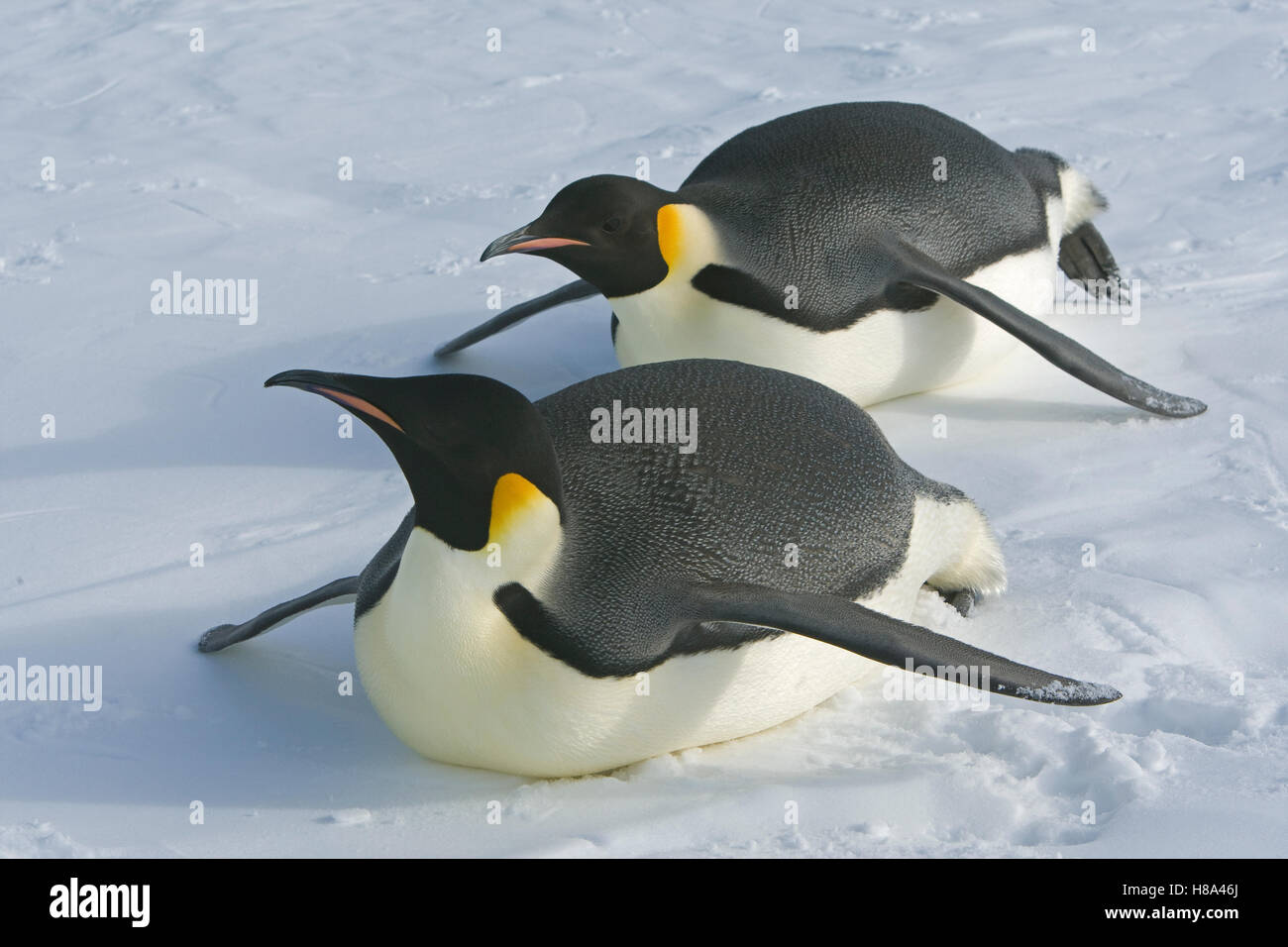 Penguin sliding not slide hi-res stock photography and images - Alamy