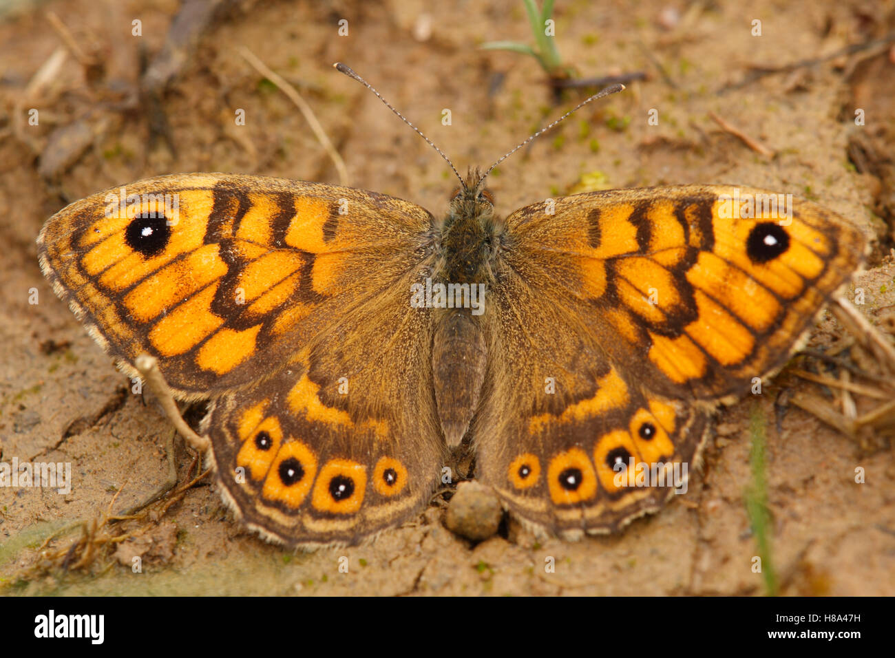 Wall Brown (Lasiommata megera) butterfly, Saint-Jory-las-Bloux ...