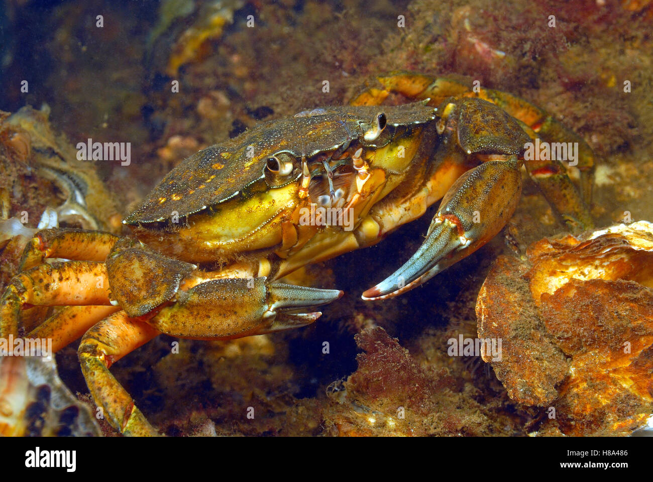 Common Shore Crab (Carcinus maenas), Oosterschelde National Park ...
