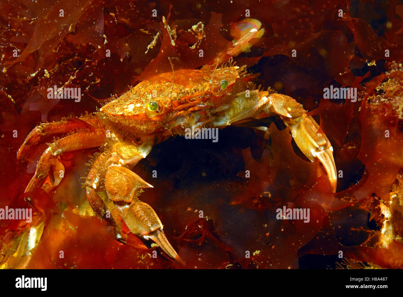 Flying Crab (Liocarcinus holsatus) after molting, Oosterschelde ...