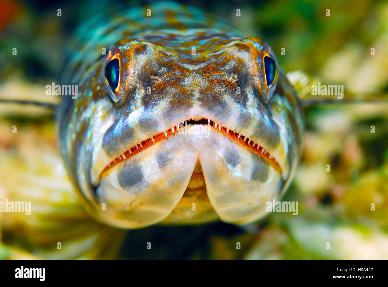 Sand Diver (Synodus intermedius), Bonaire, Netherlands Antilles Stock ...