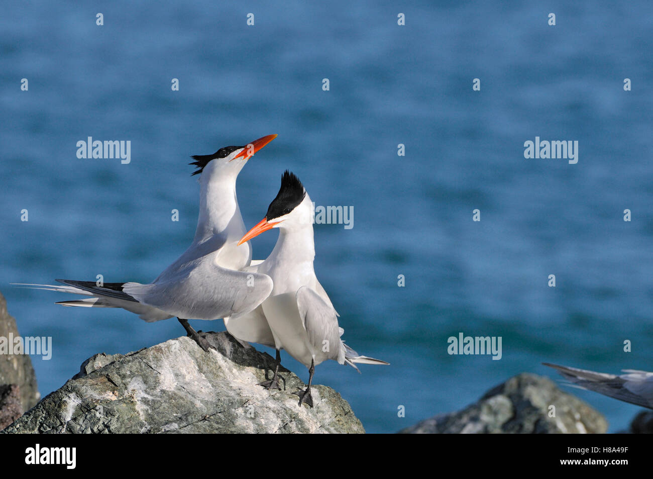 Caspian Tern (Hydroprogne caspia) pair courting, Tobago Stock Photo - Alamy