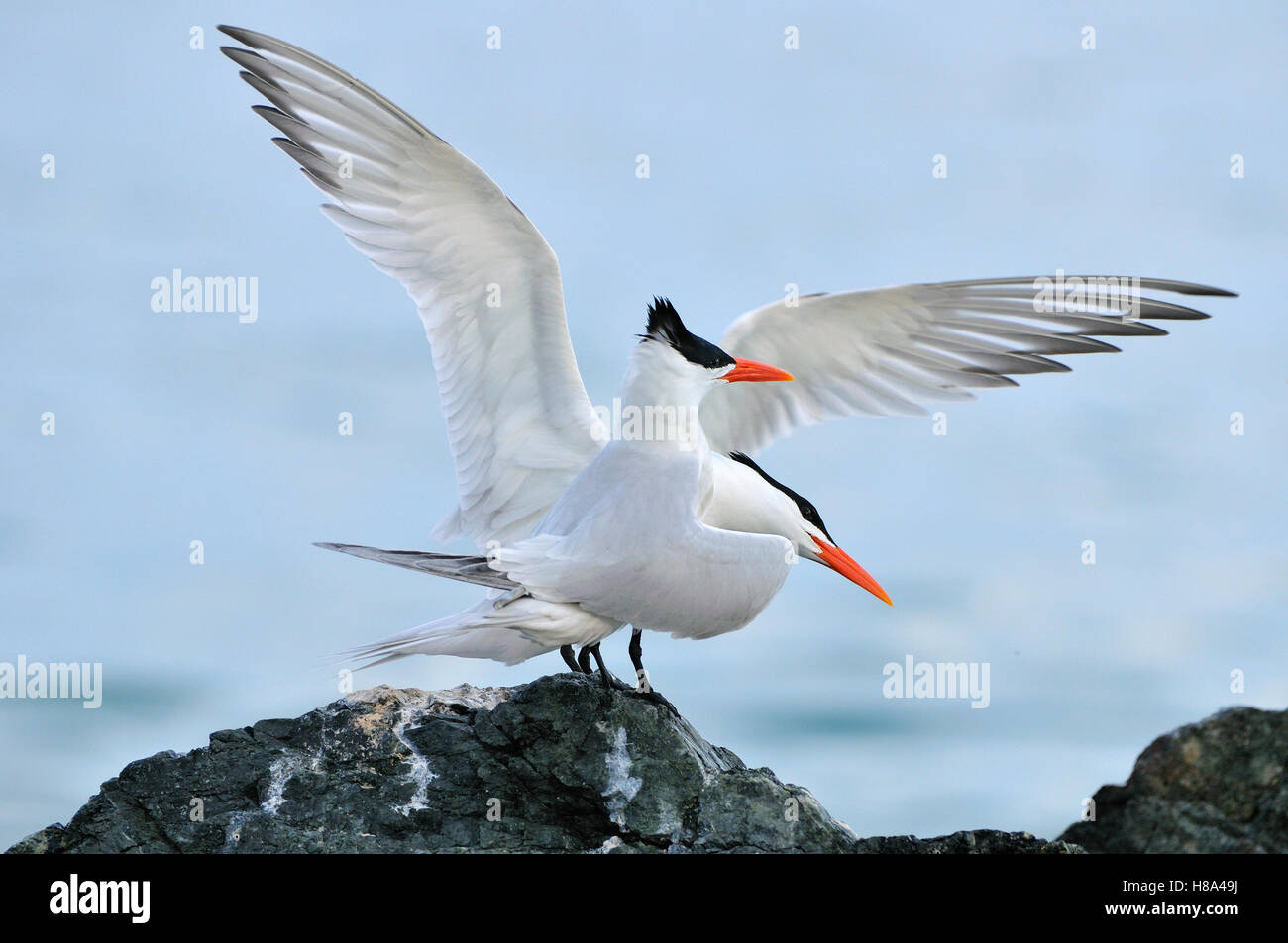 Royal Tern (Thalasseus maximus) pair in courtship display, Tobago Stock Photo - Alamy