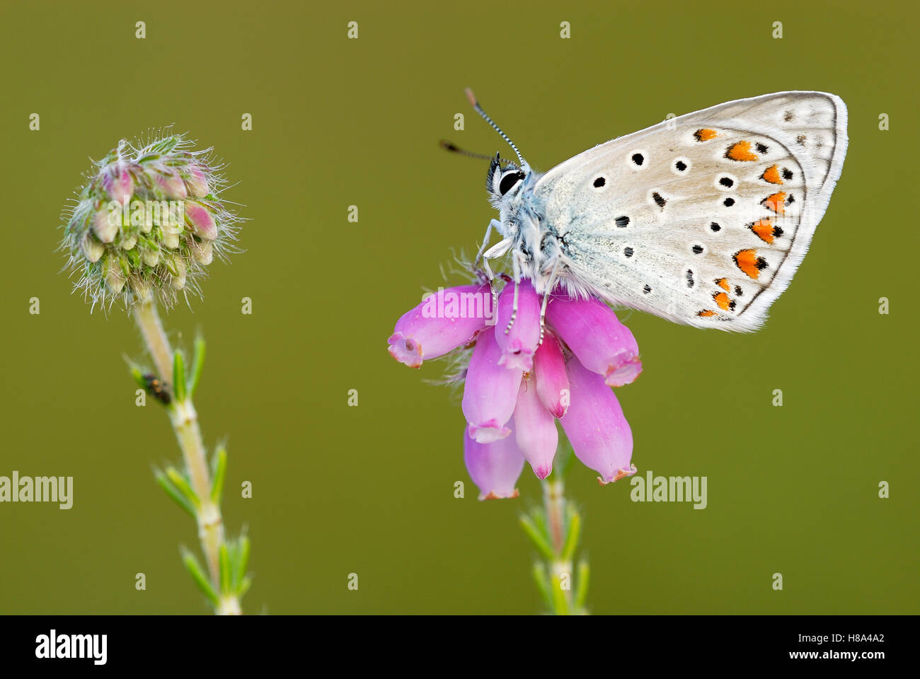 Common Blue (Polyommatus icarus) butterfly on Cross-leaved Heath (Erica ...