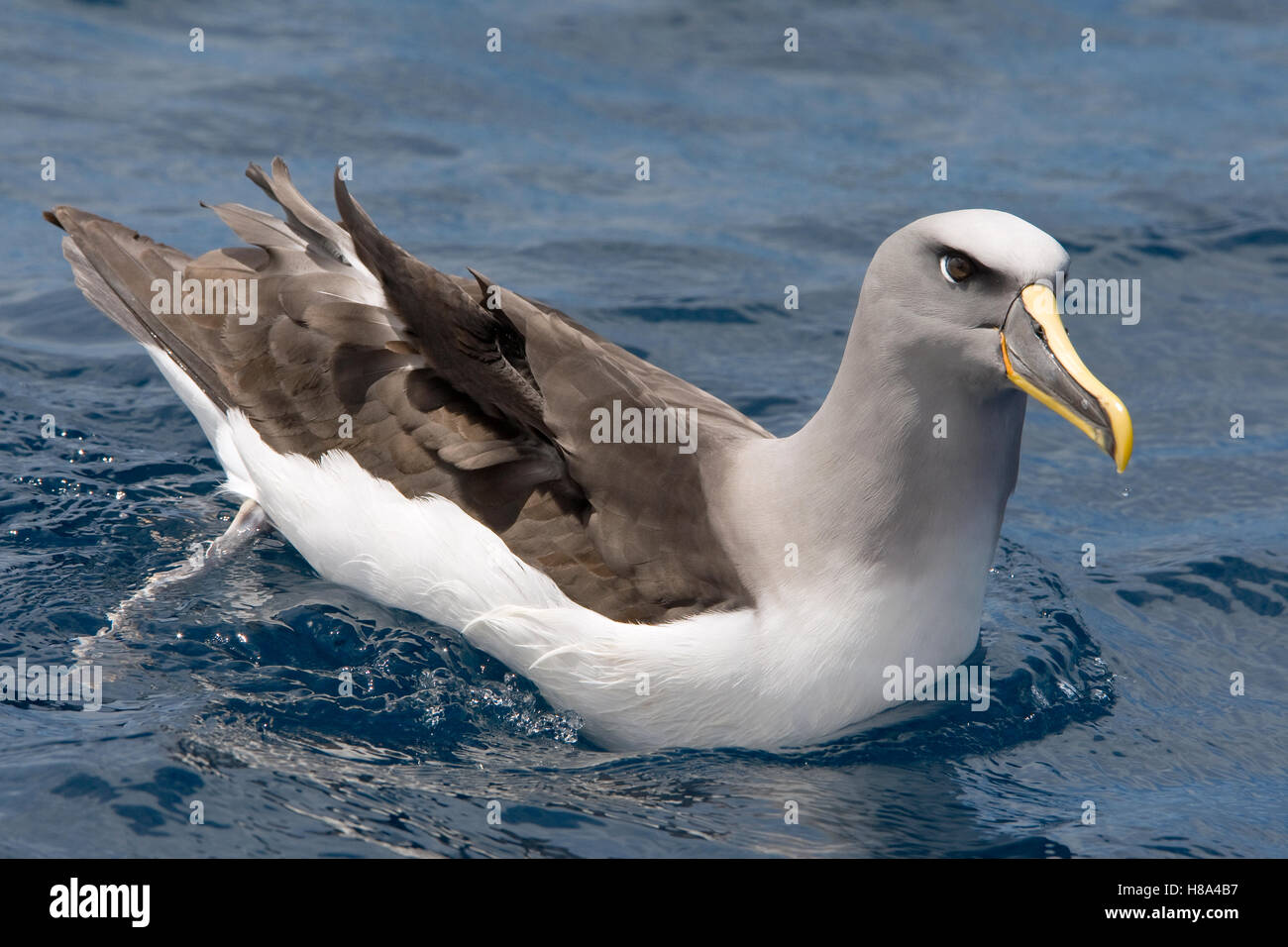 Buller's Albatross (Thalassarche bulleri) at sea, Chatham Islands, New ...
