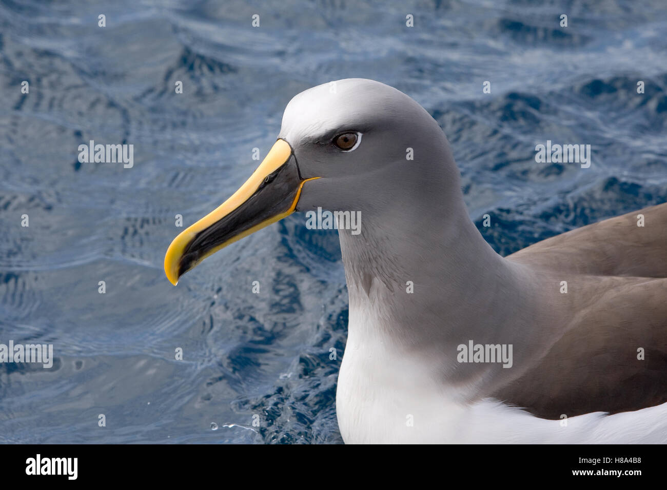 Buller's Albatross (Thalassarche bulleri), Chatham Islands, New Zealand ...