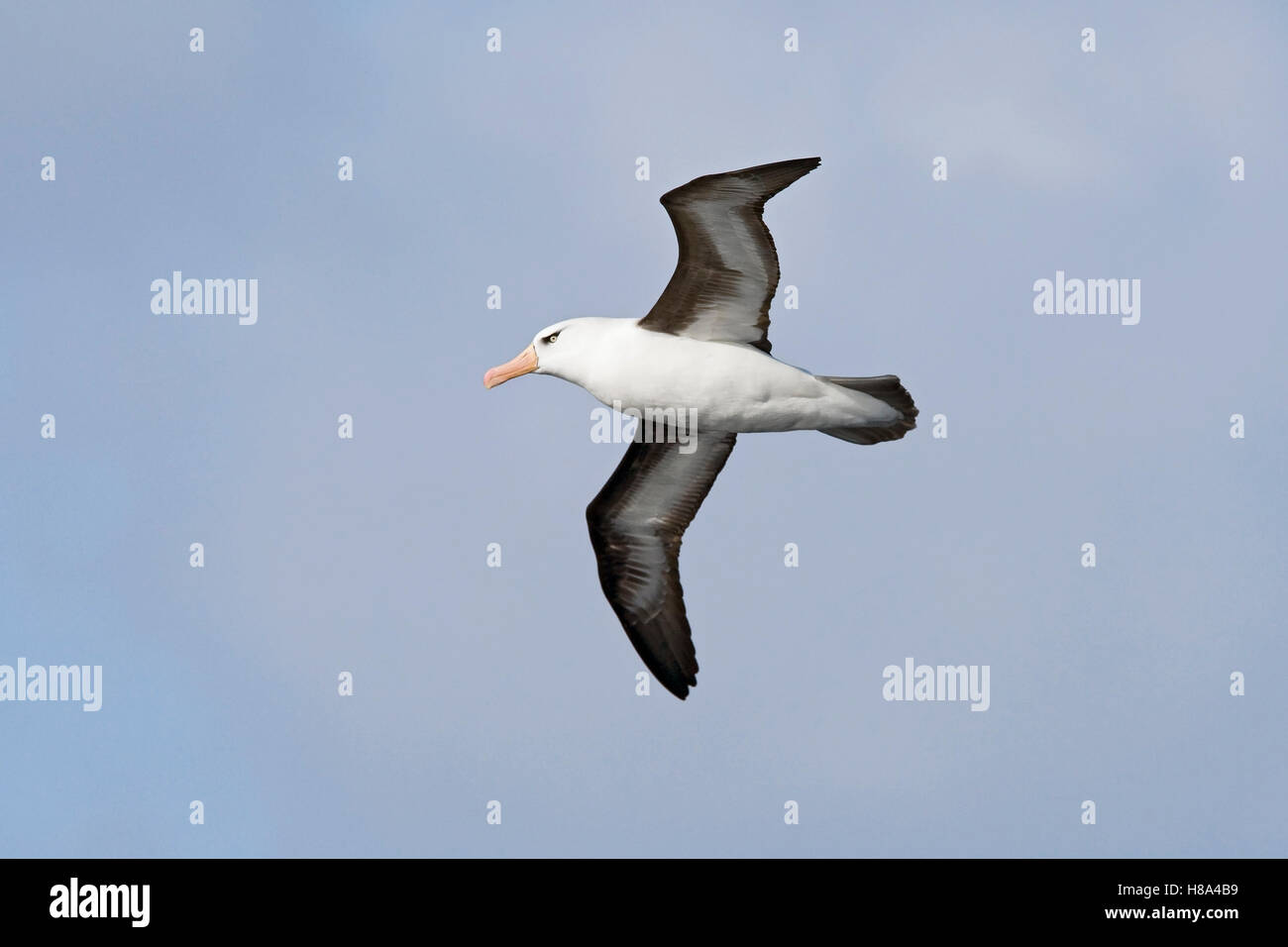 Campbell Albatross (Thalassarche impavida) flying, Campbell Island, New ...
