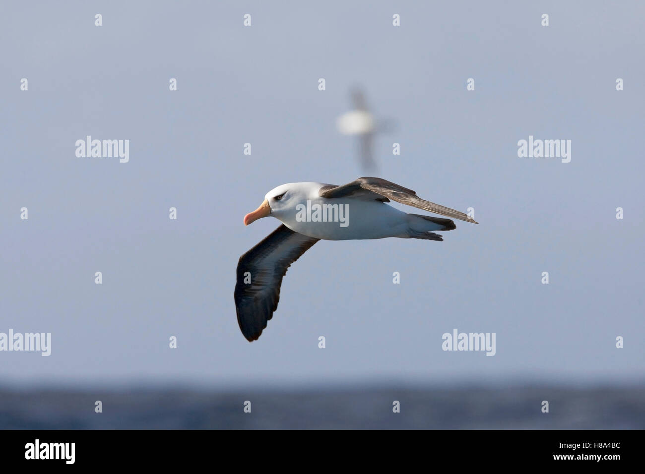 Campbell Albatross (Thalassarche impavida) flying over sea, Campbell ...