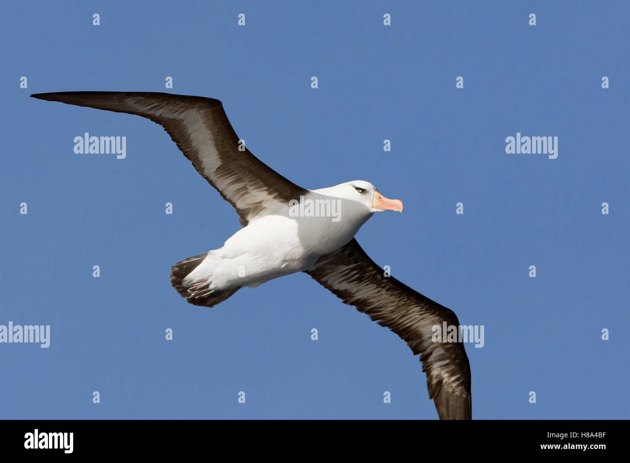 Campbell Albatross (Thalassarche impavida) flying, Campbell Island, New ...