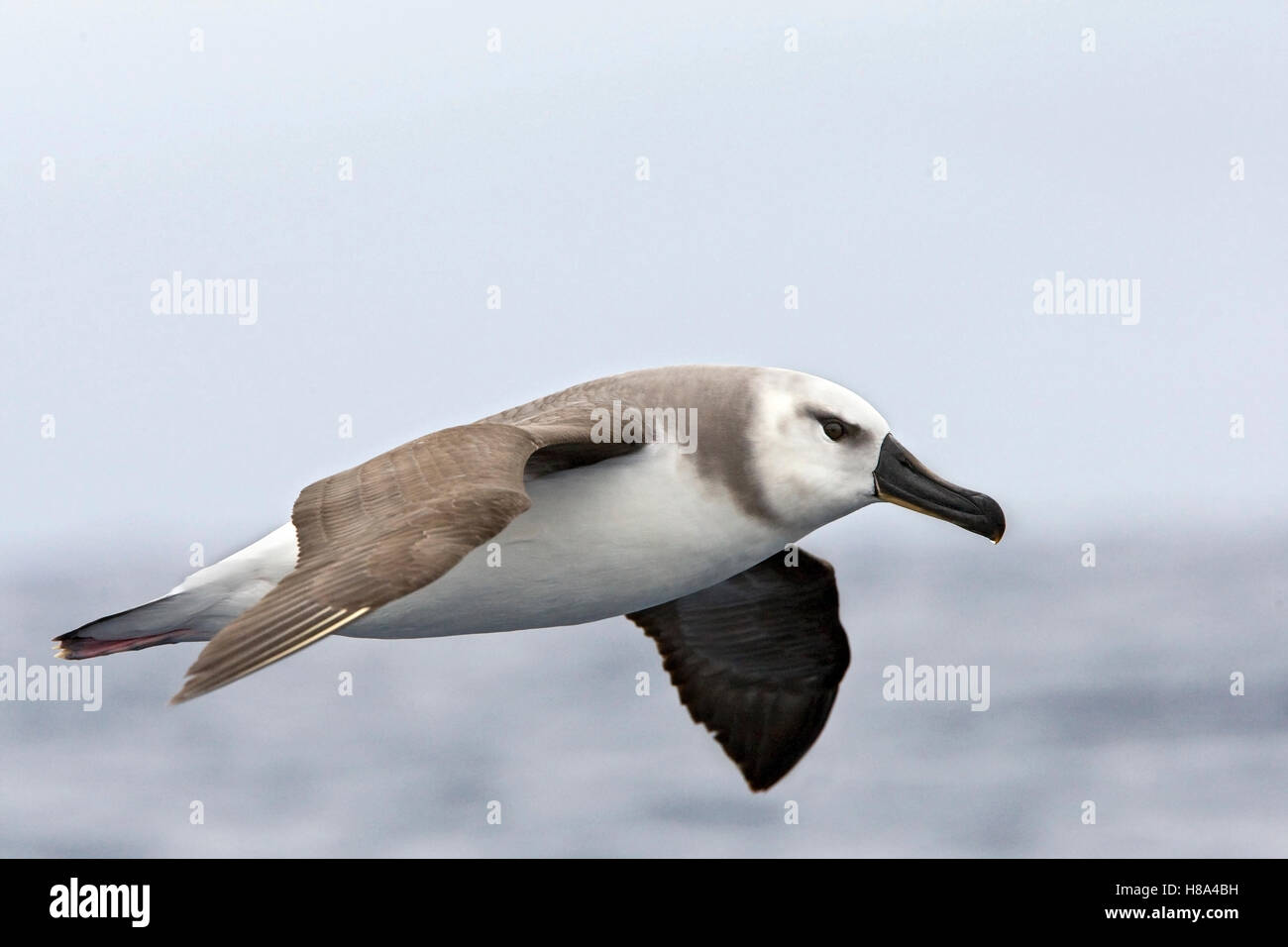 Grey-headed Albatross (Thalassarche chrysostoma) juvenile flying over ...