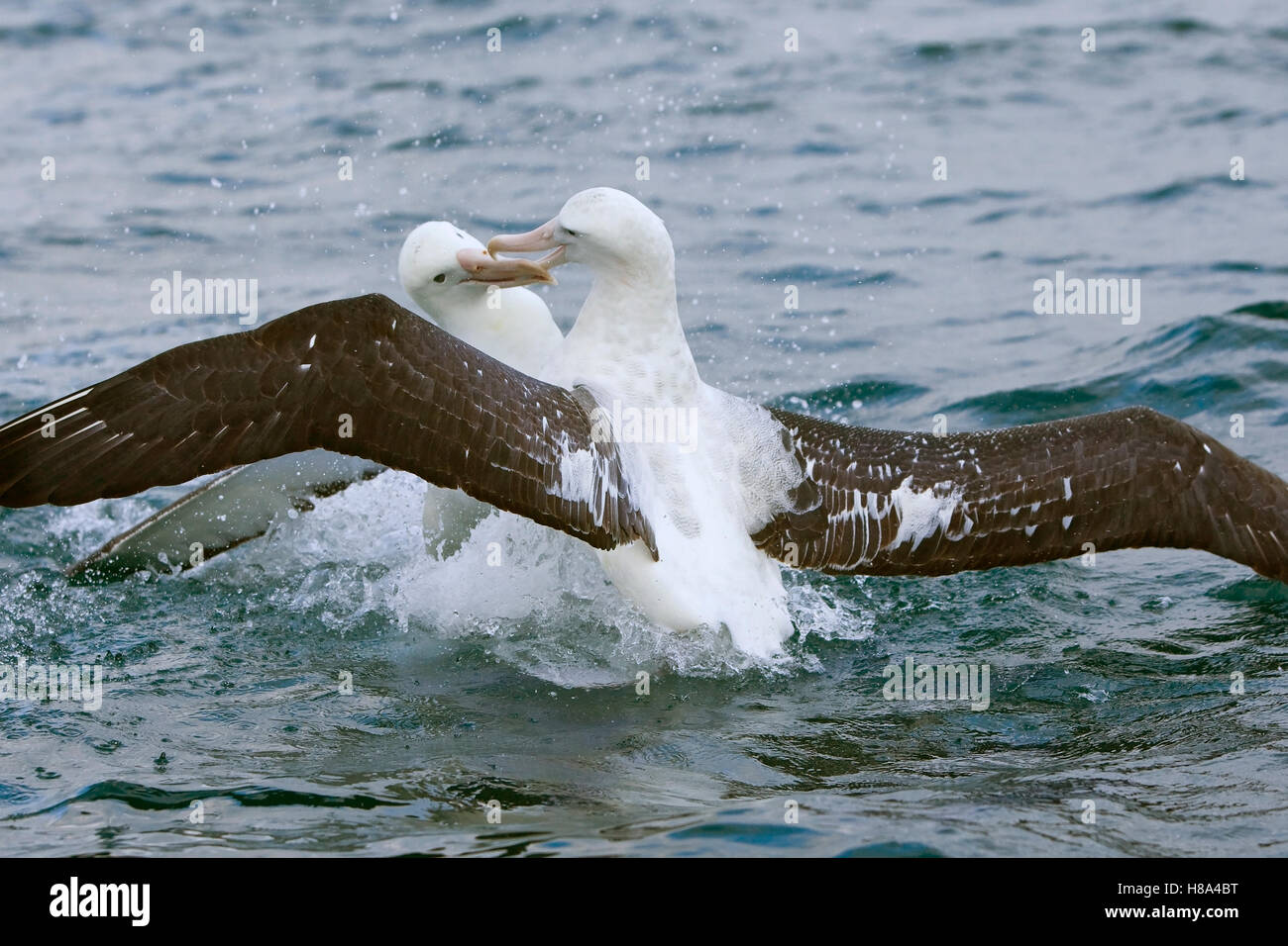 Southern Royal Albatross (Diomedea epomophora) fighting ove r food ...