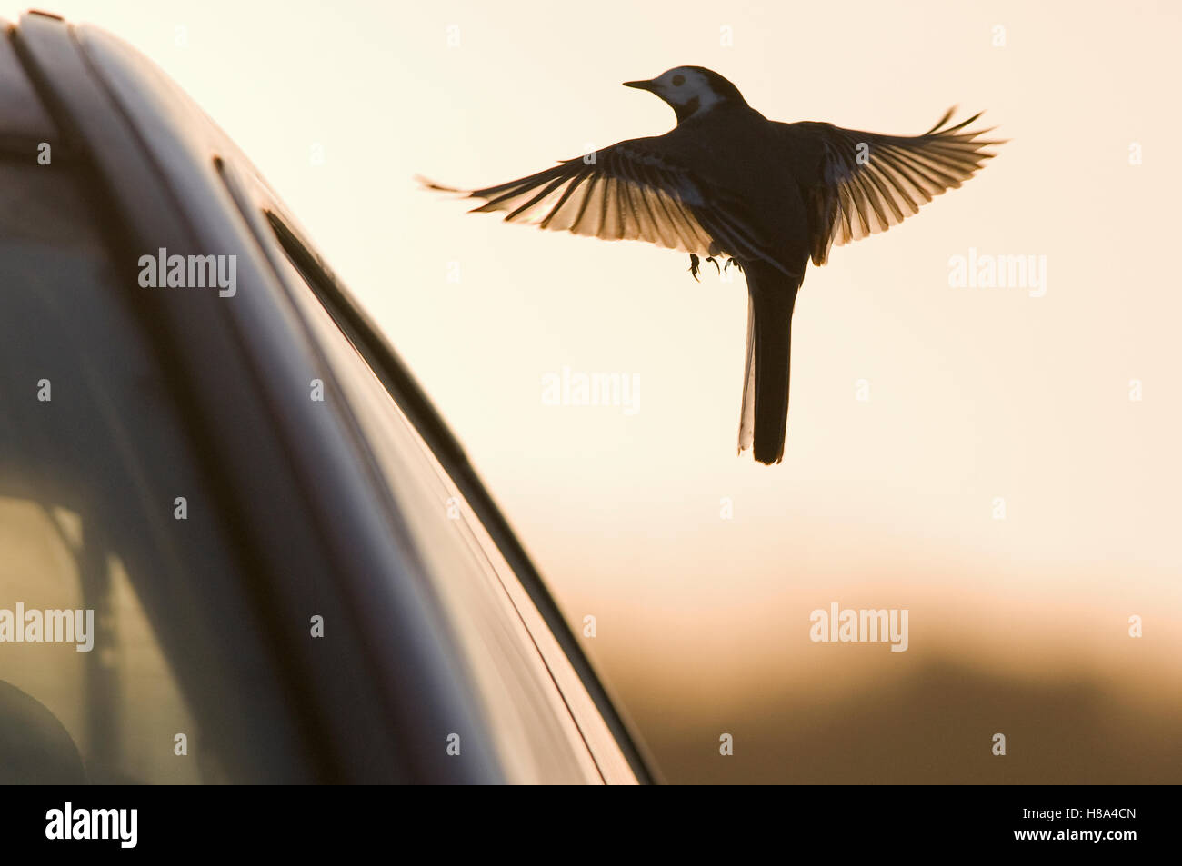 White Wagtail (Motacilla alba) fighting with its reflection while ...