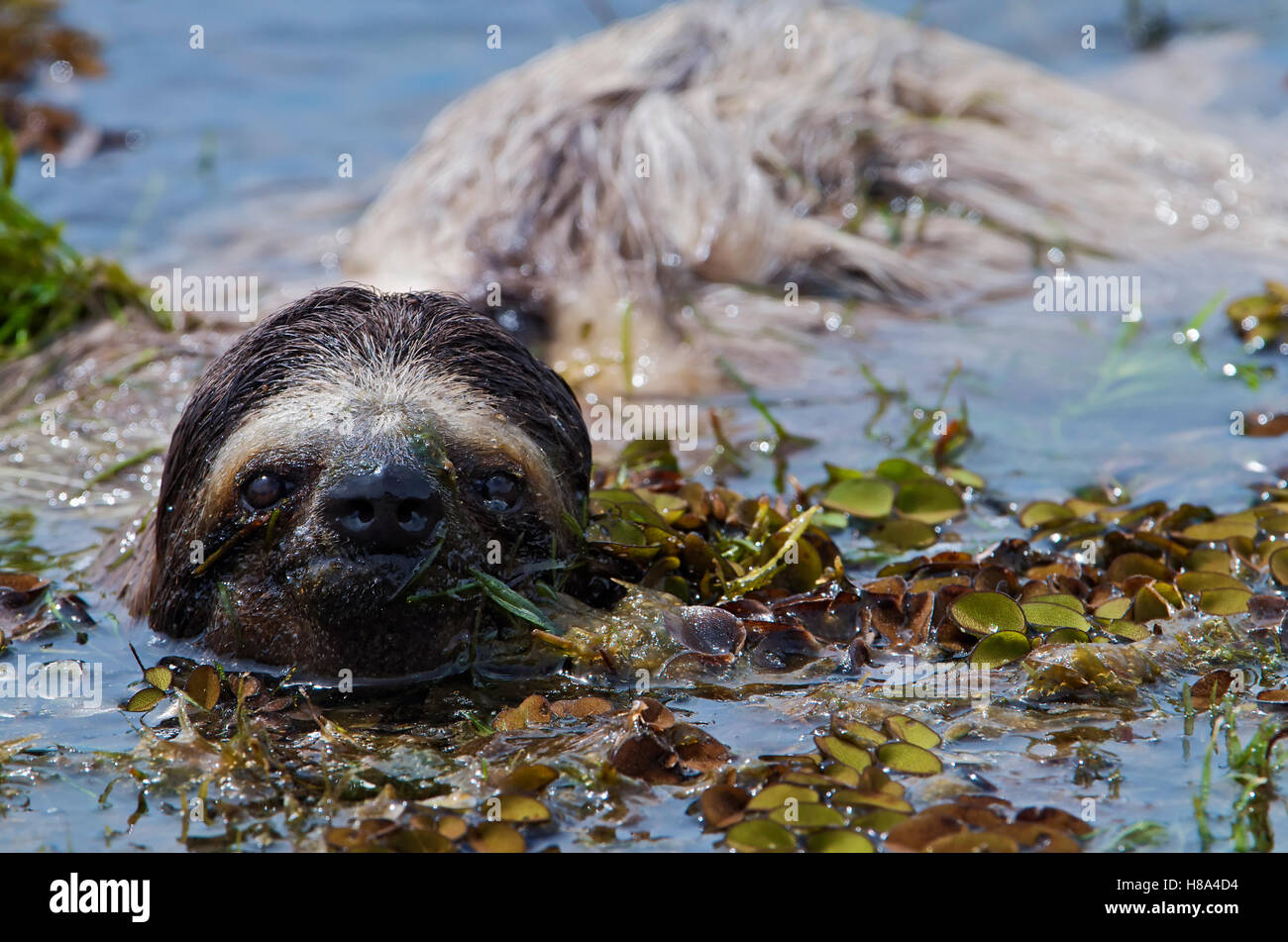 Brown-throated Three-toed Sloth (Bradypus variegatus) male swimming ...