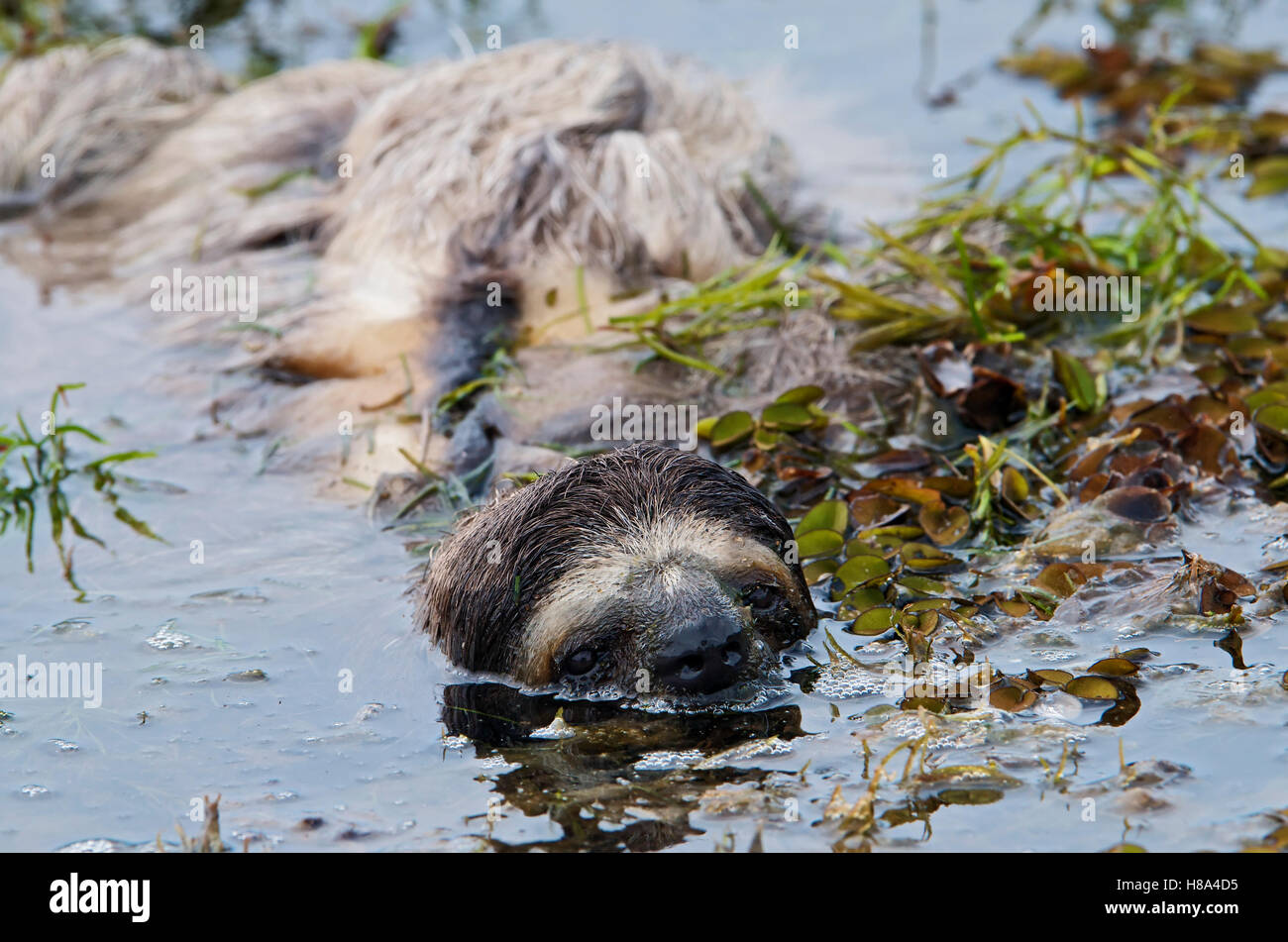 Brown-throated Three-toed Sloth (Bradypus variegatus) male swimming ...