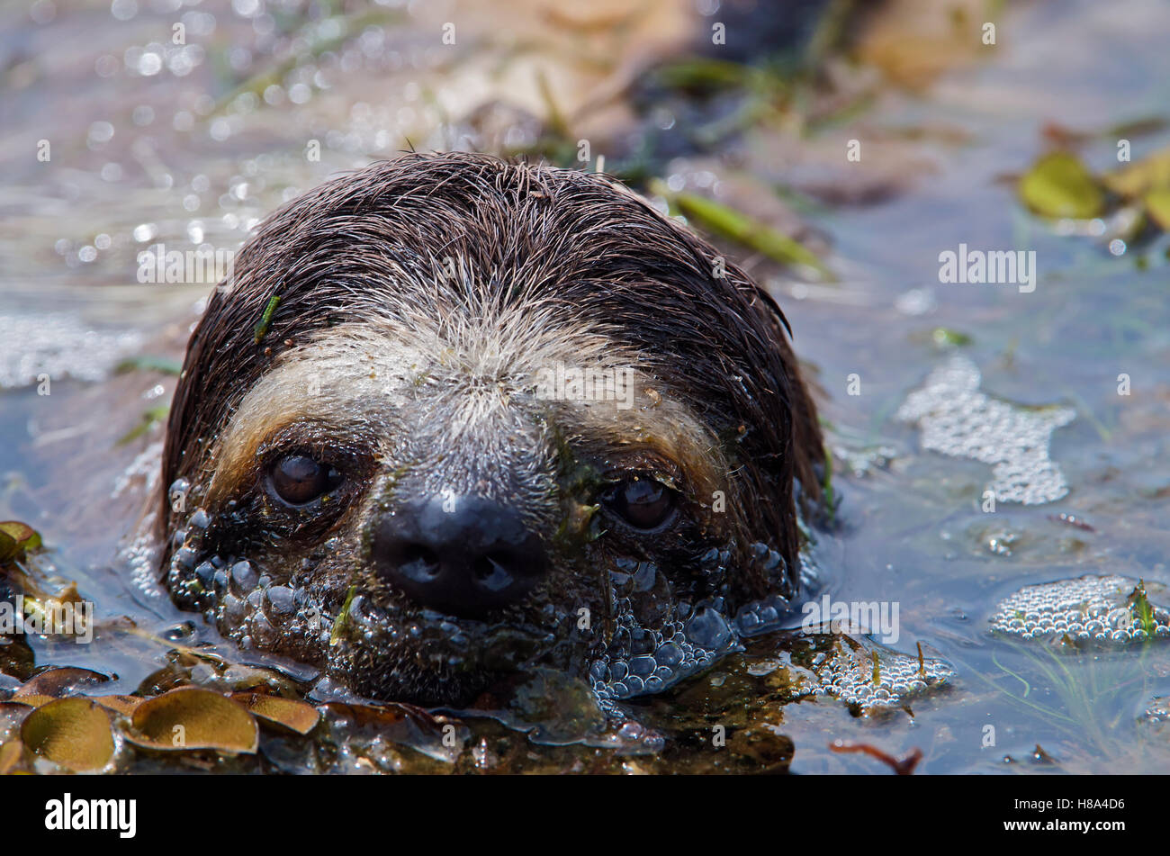 Brown-throated Three-toed Sloth (Bradypus variegatus) male swimming ...